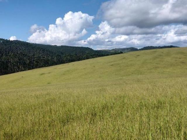 ÁREA DE 21.000 M² DE PASTO IDEAL PARA FORMAR SUA CHÁCARA