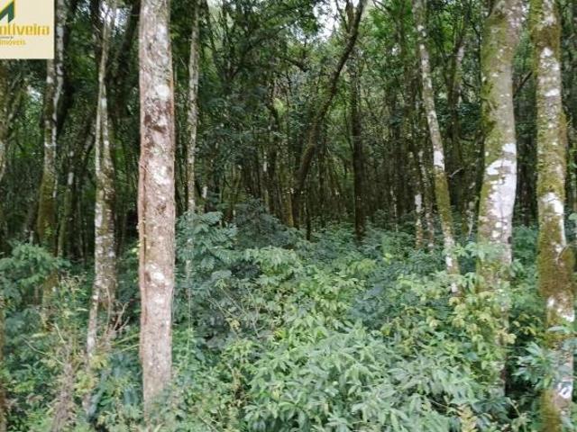 Área de 2 hectares no 28!