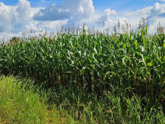 Área de 36.400m para chácara com bosque e córrego em Catanduvas do Sul