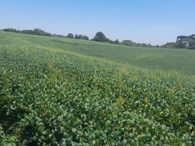 ÁREA FAZENDA RIO GRANDE DE 38 ALQUERES COM 70% DE APROVEITAMENTO