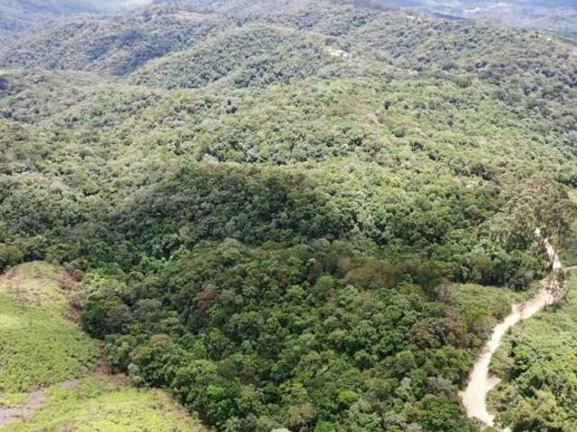 Área para reflorestamento em campo largo 25.6 Ha