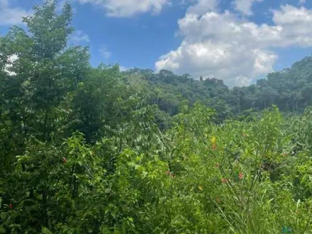 Área para reserva legal com vegetação nativa aluguel / venda /arrendamento