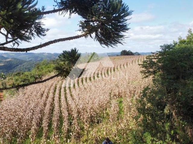 Área para Venda em Campo Magro