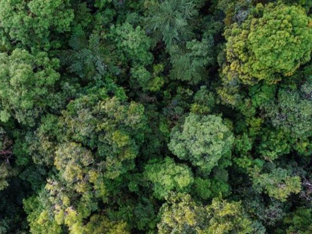 Área para Venda em Campos do Jordão, Vila Capivari
