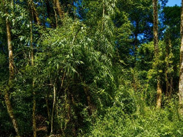 Área para Venda em Campos do Jordão, Vila Capivari