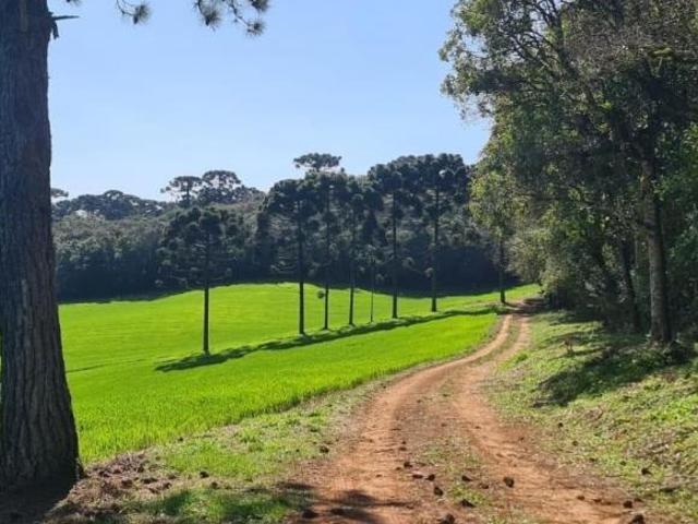 Área para Venda em São José dos Pinhais, Zacarias