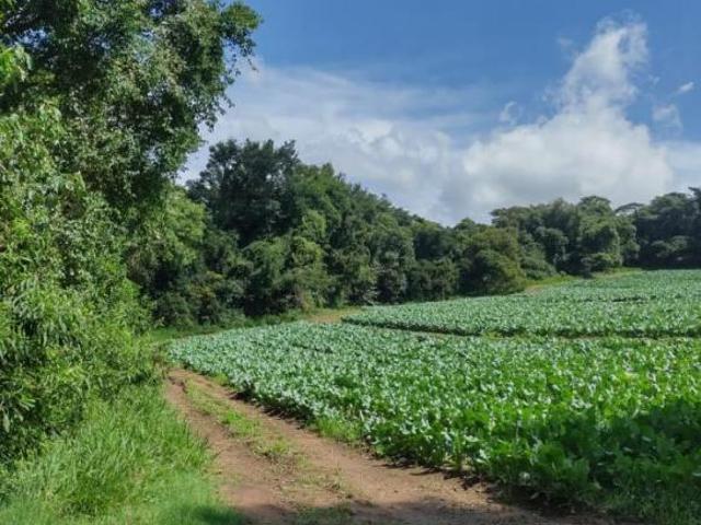 Área para Venda em Pinhalzinho, Cachoeirinha