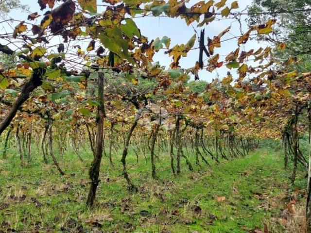 Área total de 6 hectares no Vale dos Vinhedos