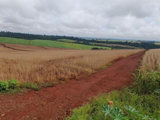 Área rural à venda 10 alqueires Londrina pr Caiçaras R$ 330.000 por alq Londrina/PR