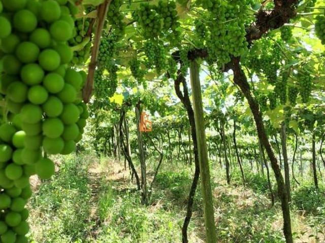 ÁREA RURAL COM PRODUÇÃO DE UVA COTIPORÃ