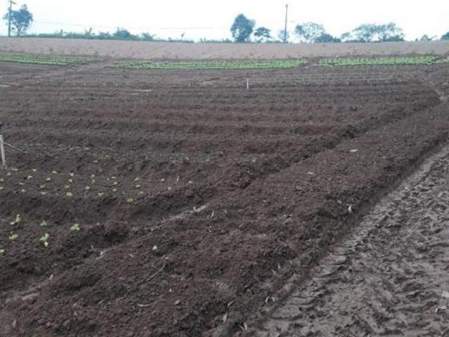 ÁREA RURAL EM IBIÚNA 61.000 METROS 90% LIMPO COM PLANTAÇÃO