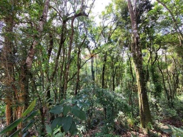 ÁREA RURAL LOCALIZADA NA CIDADE DE IBIÚNA, COM NASCENTE