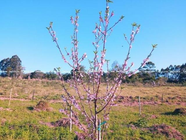 Área Rural para Venda em Mariana Pimentel, Potreiro Grande