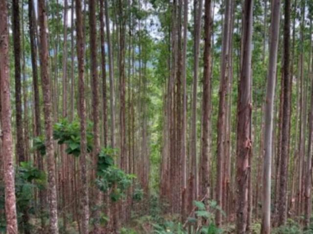 Área Rural, Roncador, São Francisco Xavier, SP