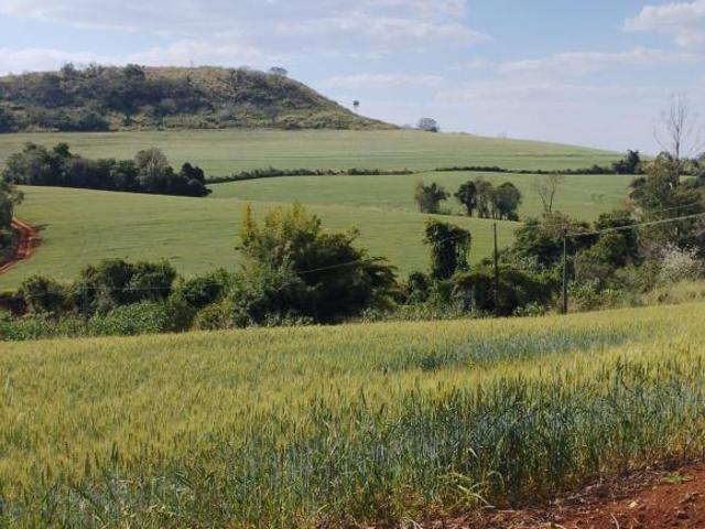 Área RURAL 5 Alq. à venda em Irerê prox. PR 445 R$ 500.000 por alqueire Londrina/PR