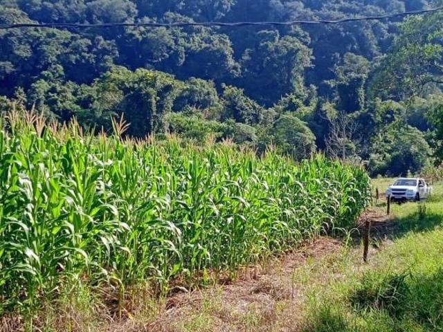 Área 1 Alqueire à venda no distrito de Guaravera R$ 400.000 Londrina/PR