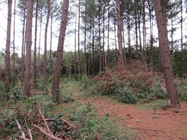 Área 53851,44 m² no Beco da Paixão Bairro Lomba do Pinheiro