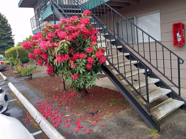 At Last! A studio apartment you have been searching for! Close to Downtown Vancouver and Clark College! Studio Apartment for Rent at 2507 E Mill Plain Blvd, Vancouver, WA 98661 Hudson's Bay