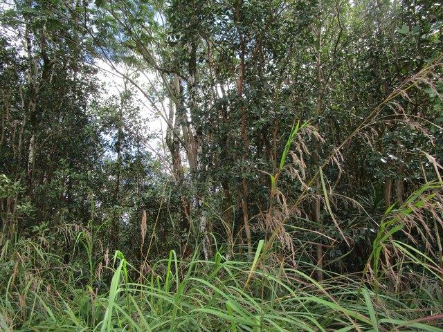 Aulii St, Kurtistown, HI 96760