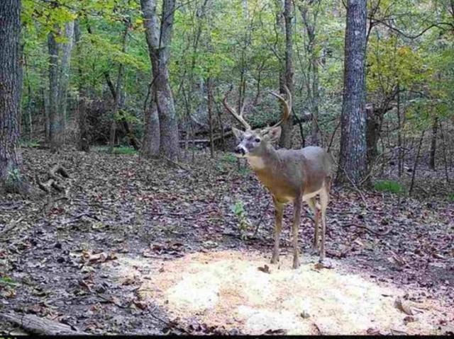 Autumnwood Rd, Ash Flat, AR 72513