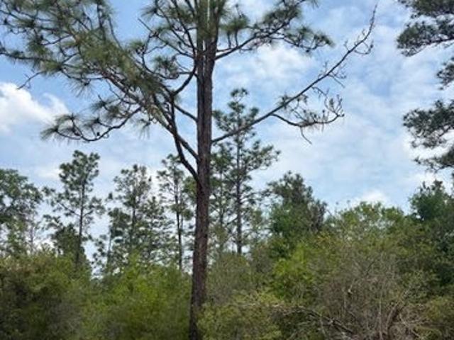 B 203 # L4, Southern Boulevard Unit Alford, FL 32420