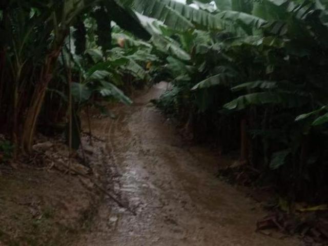 Bananal com 8.500 pés de banana de 7 alqueires