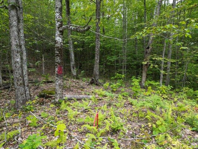 Bagley Mountain Rd Lot 32, Lincoln, ME 04457