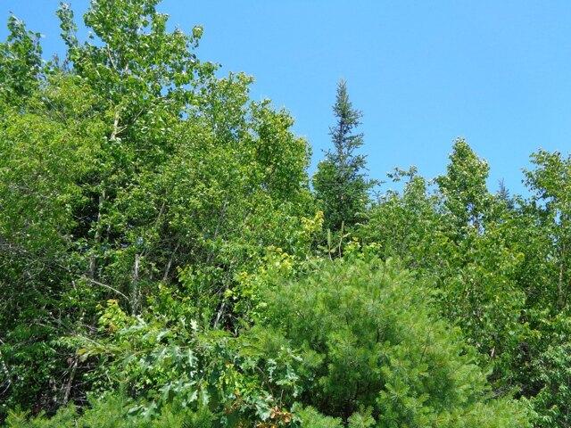 Bailey Mountain Rd Lot,franklin, Plot For Sale