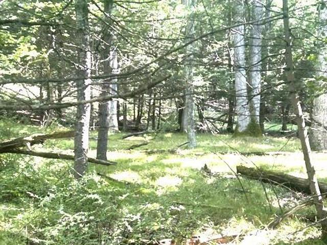 Bear Town Road, Cresco, PA 18326