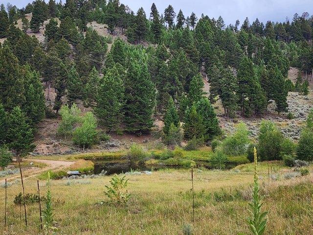 Big Limber Gulch, Basin, MT 59631