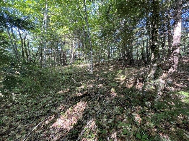 Birch View Dr Lot,albany Township, Plot For Sale
