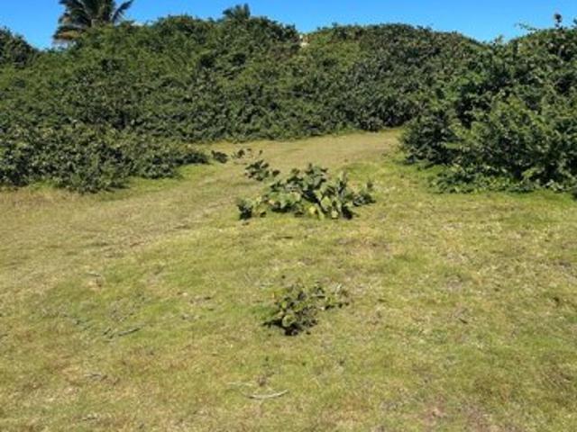 Bo Guayabo Carretera Interior, Isabela, Plot For Sale