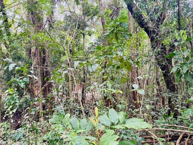 Bo Manati Abajo Sector Angostura Solar #,barceloneta, Plot For Sale