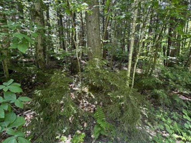 Boardman Loop, Wardsboro, Plot For Sale