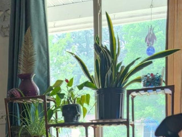 Bright, Sunny room for rent 2 mi from downtown TC