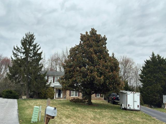 Bristle Cone Dr