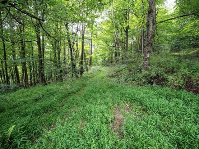 Buck Lick Rd Lot 1, Terra Alta, WV 26764