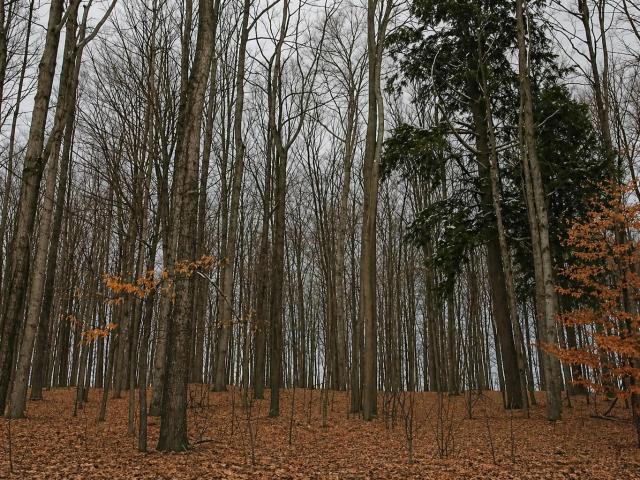 Buckaroo Trail # Unit 11 Horseshoe Meadows