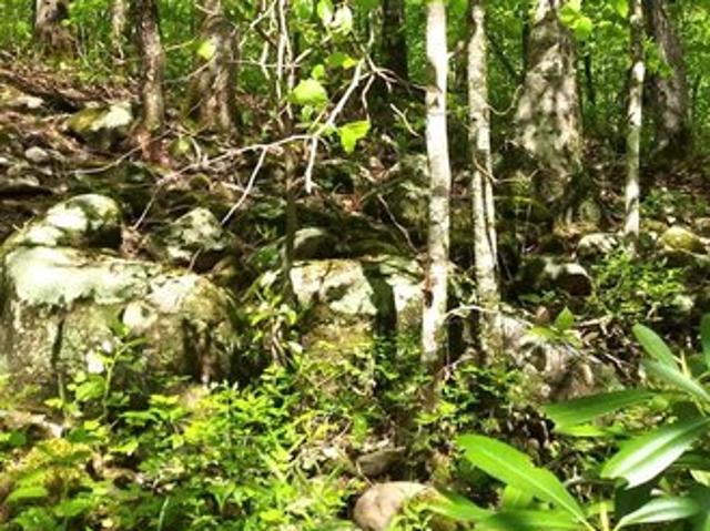 Buckeye Ln Lot 47, Wilder, TN 38589