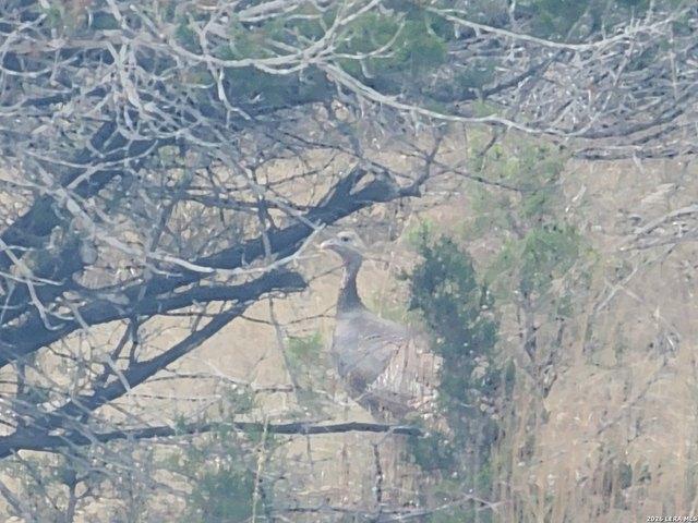 Buckskin Lot 519, Bandera, TX 78003