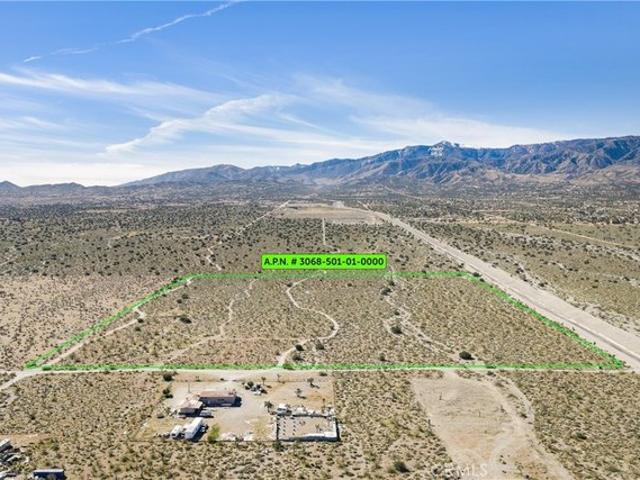 Buckwheat, Pinon Hills, CA 92372