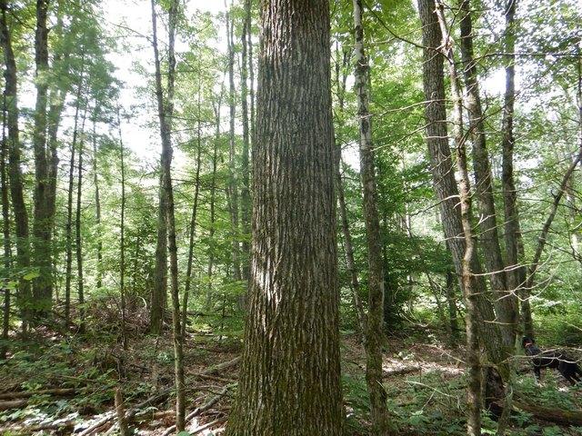 Bull Hill Rd, Newfield, NY 14867