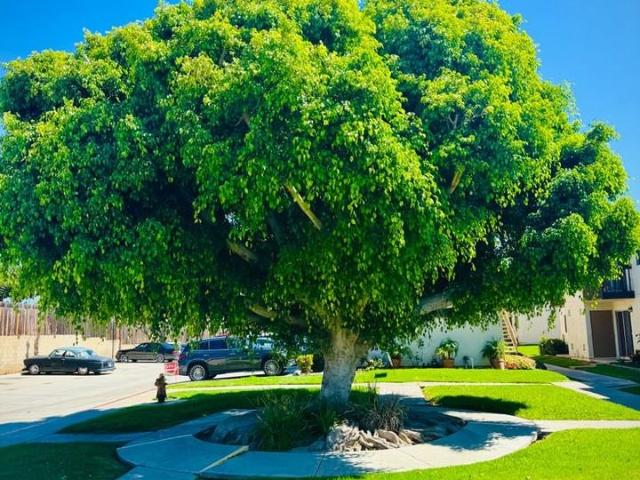 Burkhart Apartments 1 Bedroom Apartment for Rent at 1241 5th Ave, Chula Vista, CA 91911 Harborside
