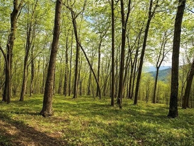 Burnt Mtn Cove Rd, Jasper, GA 30143