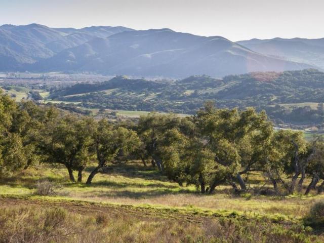 CA CA 101055274