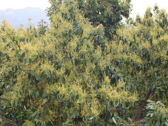 Camulos St, Piru, CA 93040