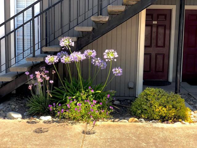 Camino Woods charming apartments 1/2 off 1st month rent 2 Bedroom Apartment for Rent at 4605 El Camino Ave, Sacramento, CA 95821