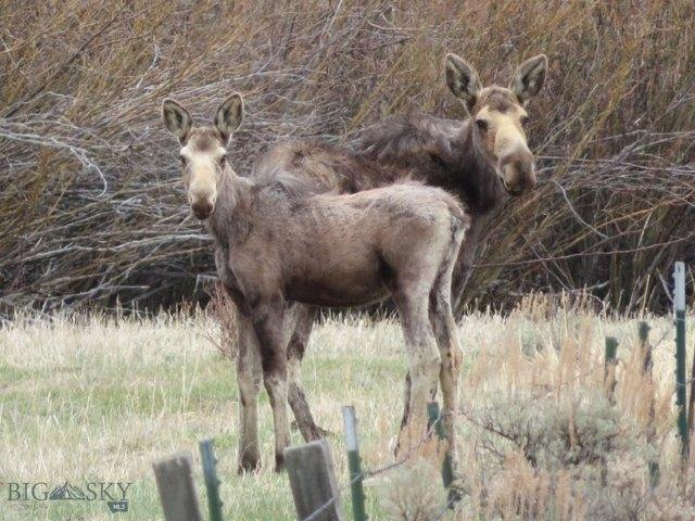 Camp Creek Rd, Melrose, MT 59743