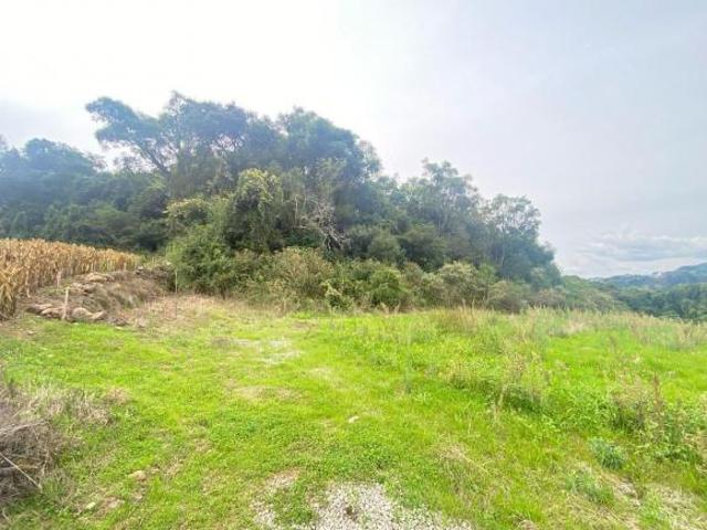 Campo em Capela Santa Libera Flores da Cunha
