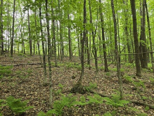 Canton Mountain Rd Lot,plot For Sale